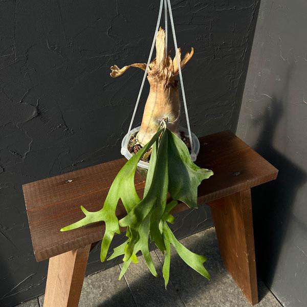 ★現品販売★タイの有名なビカクシダ育種家・Yotさんが育成した、ウィリンキーのバリエーションの一つ、willinckii Balee sporeです。そのspore株（胞子栽培株）の中からYotさんが更に選抜した1株です。葉付が良く、将来が...