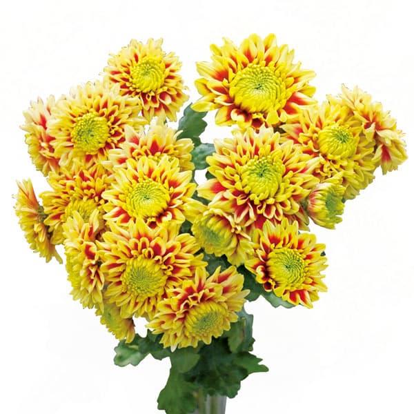 そのまま植えるだけで楽しめる手間なし菊。摘芯済みの大株を1つのポットに3本植えにした菊苗です。そのまま植えるだけで手間をかけなくても開花時期にはきれいな花が楽しめます。花壇や切り花にとても便利です。※詳しい商品説明は下のほうに記載があります