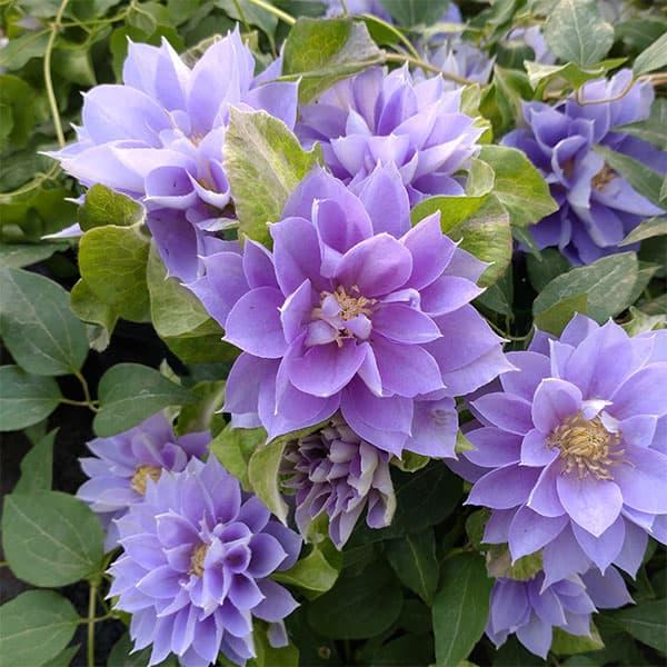 鉢でも育てやすい、強健な八重咲き品種です。藤色から青色の八重花は人気の品種の一つですが、癖が強く育てにくい品種も多くあります。この品種は、そうした点を解消するために開発されました。弱剪定の系統ですが、地際から2-3節残っていれば来春も花を咲...