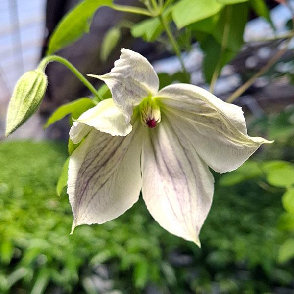 咲き始めはライムグリーンで、咲き進むと白地にうっすらと薄紫のベイン（筋）が入る品種です。真夏の二番花は純白で咲きます。「霞（かすみ）」の姉妹株で、雌しべの赤紫色がアクセントになっています。花弁数は4-6枚で、反り返りやすく、4弁花の場合は十...
