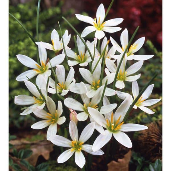 ペルー原産の球根植物。丈夫で寒さにも強いタマスダレです。花壇の縁取りにまとめて植えるとより美しくなります。自然に分球してよくふえます。ゼフィランサスの中でも最も普及している種で、丈夫で育てやすく、よく分球してふえます。寒さに強いので放任栽培...