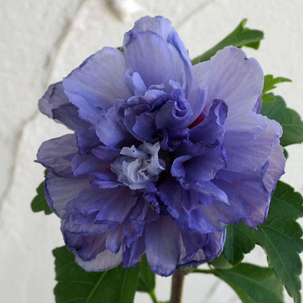 ムクゲは夏を彩る代表的な花木で、ハイビスカスの仲間。初夏から長期にわたり、夏空に向かって鮮やかに開花します。ブルーベリーは薄紫から青紫色の八重咲の花を咲かせるアメリカで育種された品種です。洋風ガーデンにもピッタリの涼し気な花を咲かせます。花...
