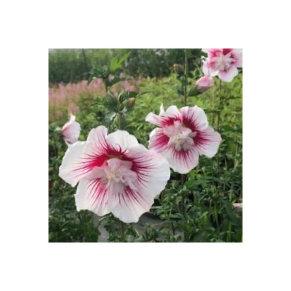 シフォンシリーズ ムクゲは夏を彩る代表的な花木で、ハイビスカスの仲間。初夏から長期にわたり、夏空に向かって鮮やかに開花します。スターバーストシフォンはオランダから導入された白弁底紅のセミダブル咲き品種です。外弁には紅色のフラッシュが入り、ま...