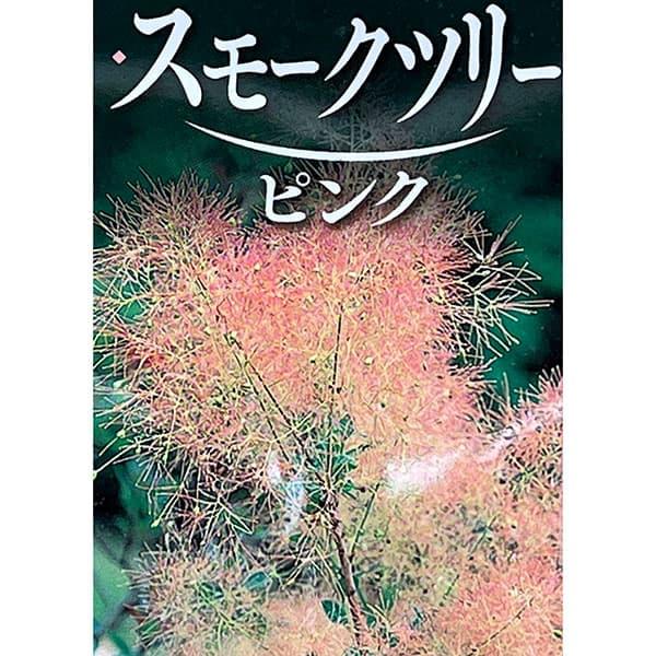 ★入荷から日数が経ったためセール価格となりました。商品の状態は画像と異なる場合があります。★ふわっとした花を咲かせる煙の木、パステルシュシュはスモークツリーの新品種で明るいピンクにグラデーション状に黄色やグリーンが混じる美しい花色です。さら...