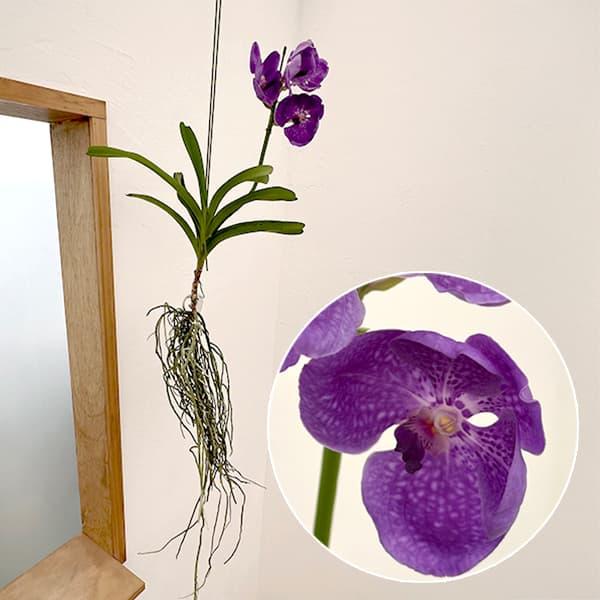 「バンダ・ヤノブルー No.26」は、ヤノブルーシリーズの中でも最も淡い青色の花を咲かせる、優雅な印象の着生ランです。大きく育った株には、大輪の花がたっぷりと咲き揃います。バンダは東南アジアを中心に分布する着生ランです。翡翠蘭とも呼ばれ美し...