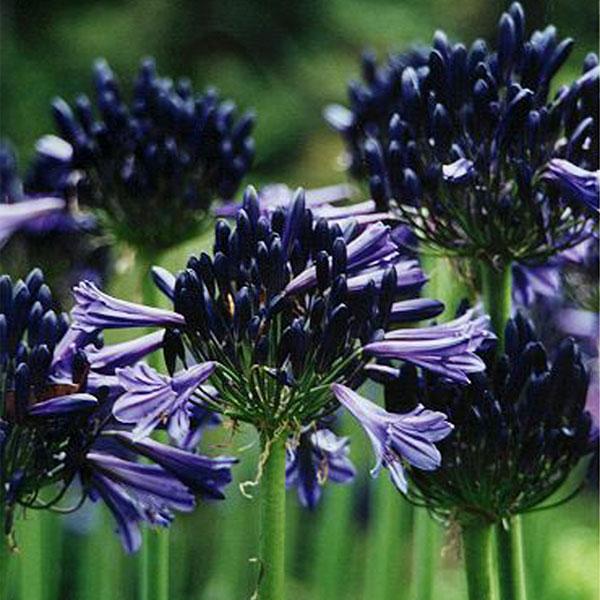 丈夫で美しい宿根草、アガパンサス。ブラックパンサーは、黒に近い蕾から濃紫色の花を咲かせ、蕾と花の色の対比が美しいで品種です。開花後にできるシードポッド（種のさや）も黒です。花期も長く見ごたえがあります。 関東地方以西では戸外で越冬できます。...