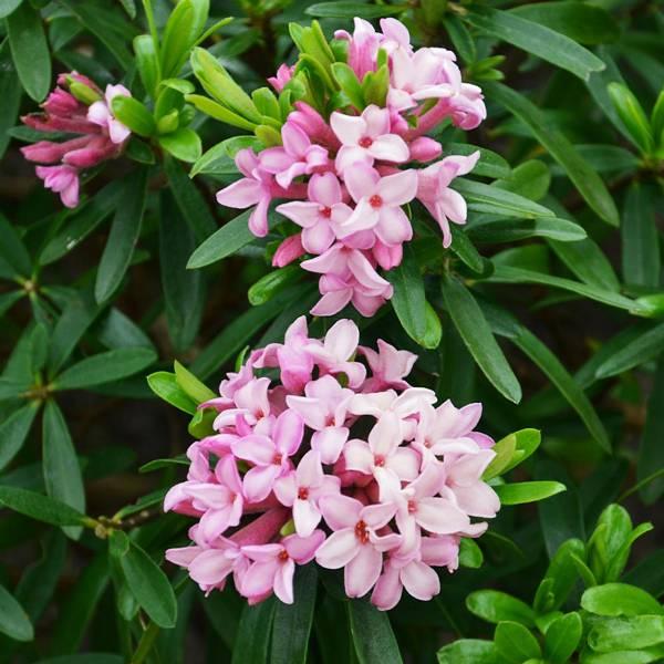 イギリスで30年をかけて育種された新しいタイプのジンチョウゲ・エターナルフレグランスの姉妹品種で、落葉種と常緑種のかけ合わせから生まれた半常緑タイプ。春に美しいピンクの可憐な花を咲かせ、強い香りを漂わせます。環境によっては秋にも返り咲きし、...