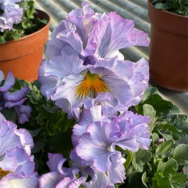 ★入荷から日数が経ったためセール価格となりました。商品の状態は画像と異なる場合があります。★高知県の育種家、見元一夫氏のパンジー。やわらかな色あいと可憐な花で大人気です。毎年新しい品種も誕生し、さらに魅力的に。可憐な見元パンジービオラの世界...