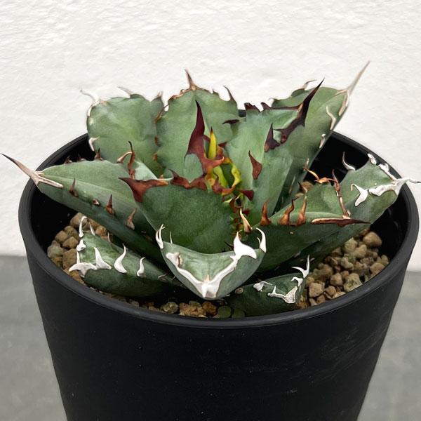 ★入荷から日数が経ったためセール価格となりました。商品の状態は画像と異なる場合があります。★アガベ：チタノタ　姫仁王冠は鋭い鋸歯が特徴的なアガベです。品種アガベの中では耐寒性は弱い方なので、最低気温3℃から5℃を目安に室内に取り入れて管理を...