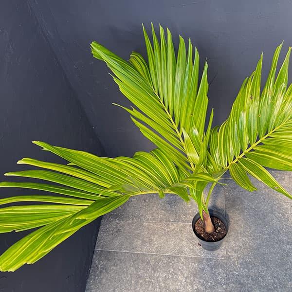 ★現品販売★珍しい斑入りのマニラパームです！マニラパームは、フィリピンを中心とした熱帯地域に自生する美しいヤシの一種です。スリムで直立した幹と鮮やかな羽状葉が特徴的です。赤く熟した果実がクリスマスの装飾のように見えることから「クリスマスパー...