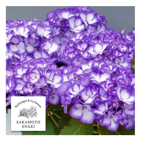 ★この商品は苗木です★アジサイの育種家として知られ、次々と新品種を育成している群馬県さかもと園芸さん育成の品種です。ジャパーニュ ミカコは白の地色に縁取りが入るバイカラーのてまり咲き。2001年発表で着物の絞り模様をイメージして作出され、人...