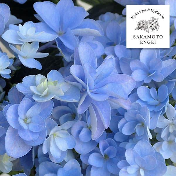 ★入荷から日数が経ったためセール価格となりました。商品の状態は画像と異なる場合があります。★★この商品は苗木です★ポージィーブーケララはガクアジサイの城ヶ崎の系統から生まれたポージィーブーケシリーズの品種で、花弁は幾重にも重なった八重咲きで...