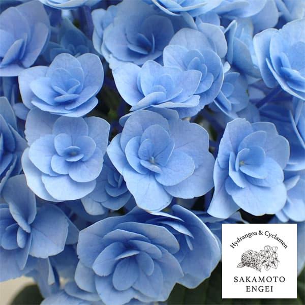 ★入荷から日数が経ったためセール価格となりました。商品の状態は画像と異なる場合があります。★★この商品は苗木です★ジャパンフラワーセレクション受賞の人気品種フェアリーアイの姉妹花で、きれいでまとまりのある手まり咲きとなる新品種です。一輪一輪...