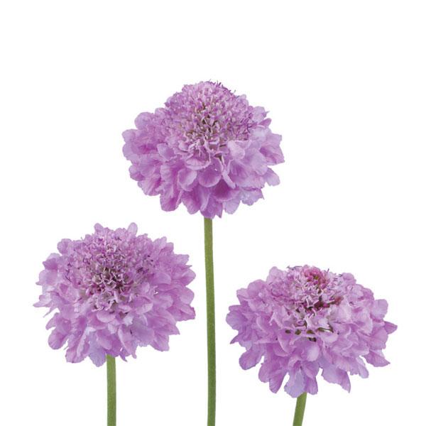 ★草丈が大きく伸びた状態のため特価です★スカビオサ切り花種の品種スクープシリーズ。暑さ、寒さにとても強く、カラフルでポップな花色が目を惹きます。高さを魅せる花壇にも、花をカットして切り花としても楽しめます。※詳しい商品説明は下のほうに記載が...