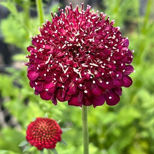 スカビオサ切り花種の品種スクープシリーズ。暑さ、寒さにとても強く、カラフルでポップな花色が目を惹きます。高さを魅せる花壇にも、花をカットして切り花としても楽しめます。※詳しい商品説明は下のほうに記載があります