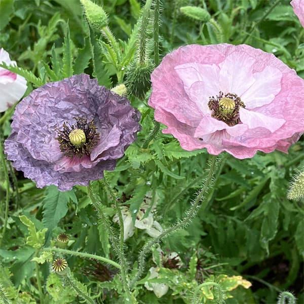 シックな花色のシャーレーポピー アメージンググレーはシャーレーポピーの一品種で、初夏にシックな花色の花を咲かせる一年草です。実生株（種から育てた苗）です。この品種は株ごとの花色や花形に特にばらつきが生じる品種です。花色、花形は咲いてみるまで...