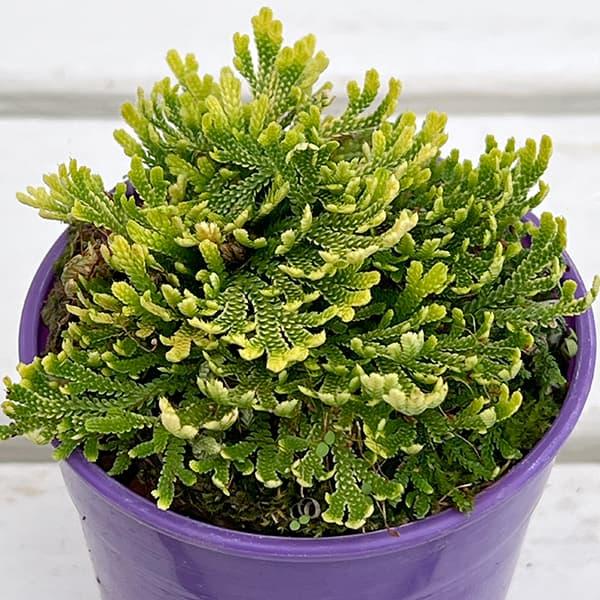 イワヒバ（岩檜葉）は本州〜九州、東南アジアの各国に自生するシダ植物です。冬期、厳寒と乾燥に見舞われるような山地の岩の間に自生しています。岩松（いわまつ）やくさひばなどの呼名で古くから親しまれていますが、別名を長生不死草、または蘇生草とも言わ...