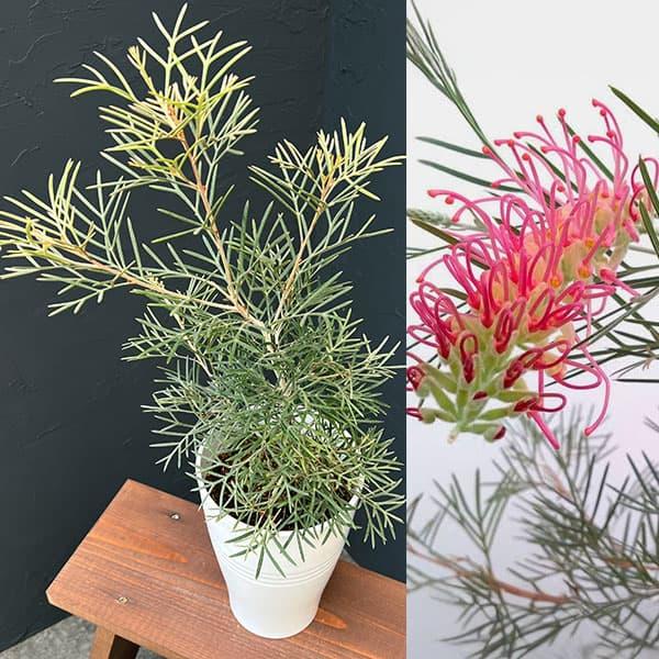 鉢植え・ガーデニングに ★入荷から日数が経ったためセール価格となりました。商品の状態は画像と異なる場合があります。★グレヴィレアは主にオーストラリアに250種が分布する常緑低木です。細かく切れ込みの入る葉が美しく、また独特のブラシのような花...