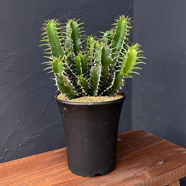 個性的な草姿のユーフォルビアです。南アフリカの標高1000m以上の高地に自生し、太くごつごつした幹肌を持つ姿に成長します。鮮やかな緑色でサボテンのようなトゲと厚みのある葉を伸ばします。多湿を嫌うので風通しの良い場所で乾燥気味に管理します。屋...