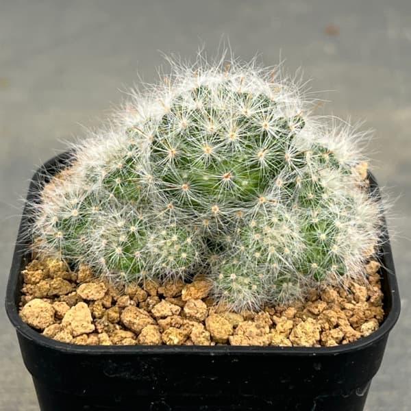 マミラリアは、メキシコを中心に400を超す種類がある大きなグループです。トゲがイボのてっぺんから生えているので、「イボサボテン」とも呼ばれています。とても強健な種類が多く、最も栽培しやすいサボテンの一つです。グラッシーは綿毛のようなふさふさ...