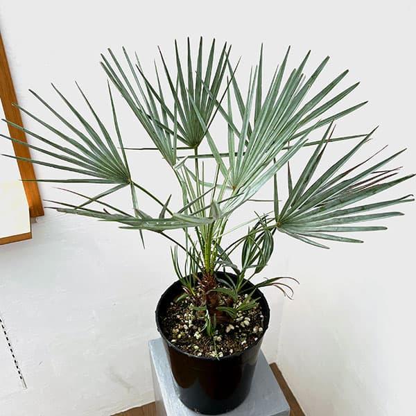 ★入荷から日数が経ったためセール価格となりました。商品の状態は画像と異なる場合があります。★シルバーブルーの葉が綺麗な地中海モロッコ原産耐寒性常緑ヤシ。暑さ、寒さに強く乾燥にもある程度強いヤシです。日本国内地植えもできるヤシです。大きくなっ...