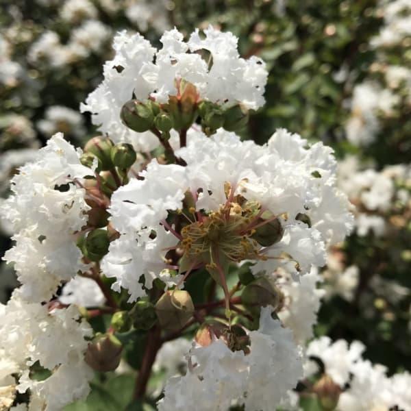 WITH LOVEシリーズは花付きが抜群によく、開花期間が長いわい性のサルスベリです。樹高は比較的コンパクトにまとまり、鉢植えや夏の花壇で楽しめます。※詳しい商品説明は下のほうに記載があります