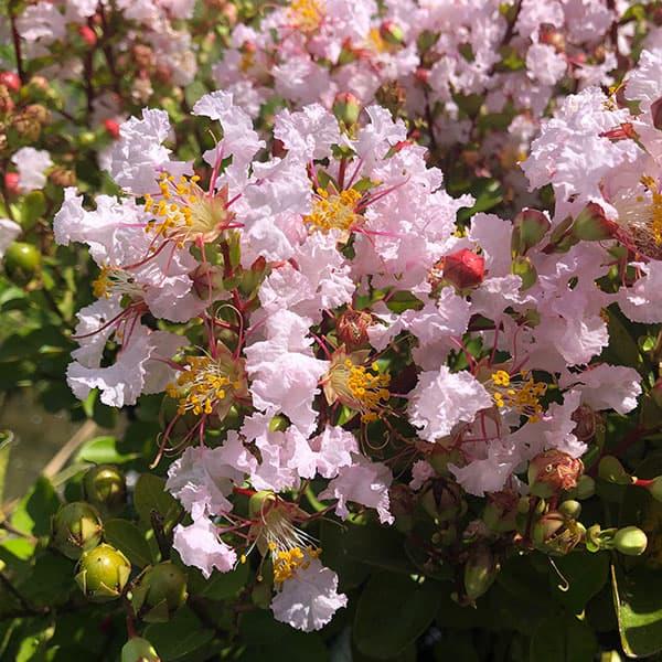 WITH LOVEシリーズは花付きが抜群によく、開花期間が長いわい性のサルスベリです。樹高は比較的コンパクトにまとまり、鉢植えや夏の花壇で楽しめます。※詳しい商品説明は下のほうに記載があります