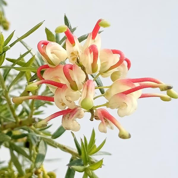 グレヴィレア属は主にオーストラリアに250種が分布する常緑低木です。花の形と葉の切れ込みに特徴があり、非常に美しい花が咲きます。ジュビリーはクリーム色の花弁にピンクと黄緑色の核という爽やか系の魅力的なグレビレアです。細く小さい葉が密につき、...