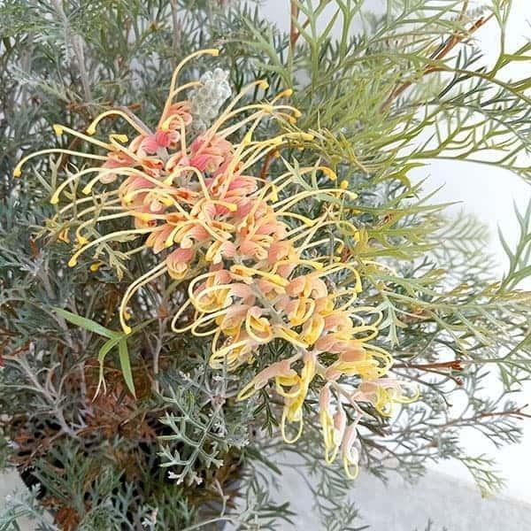 グレヴィレア属は主にオーストラリアに250種が分布する常緑低木です。花の形と葉の切れ込みに特徴があり、非常に美しい花が咲きます。クリームパッションはパステル調のアプリコットカラーの房状の花が咲く品種。花は大きく、深く切れ込んだ形の葉と相まっ...