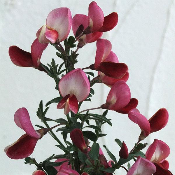 春に蝶のような小花を細い枝にいっぱい咲かせる落葉低木です。生育旺盛で2年も経てば大株になります。日当たりよく、暖かく、乾燥気味の場所を好みます。庭木、生垣としてご利用ください。赤花はエニシダには珍しい濃桃色の花を咲かせます。とても印象的です...