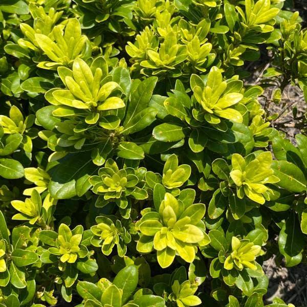 矮性タイプの品種で根締めや寄せ植え素材にも・トビラノキ、トビラギ 生垣や刈り込みによく使われるトベラの矮性タイプの品種で、樹高が1m程度までで扱いやすく、葉も小さめです。年間を通して艶のある緑の葉が美しく、寄せ植え、根締めや庭園樹として植栽...