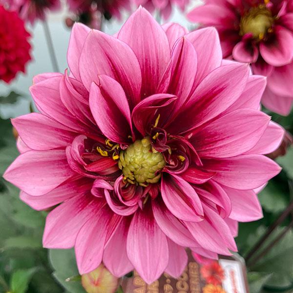 ラベラ・グランデ チョコレートシリーズは、可愛らしい大輪の花と鮮やかな発色が魅力のダリアです。黒葉の美しいコントラストが印象的で、落ち着いた雰囲気の中に華やかさが引き立つ、新しいタイプの銅葉ダリア。花壇やプランターでの栽培に適しており、春か...