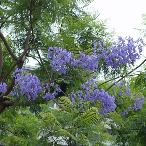 見事な景観の落葉高木 ジャカランダはボリビア・アルゼンチン原産で、鮮やかな花を咲かせ、現地や九州などでは庭木や街路樹として植えられています。タワーブルーは国内で育種された花付きのよい高性種です。レースのような繊細な羽状複葉が美しく、鉢植えで...