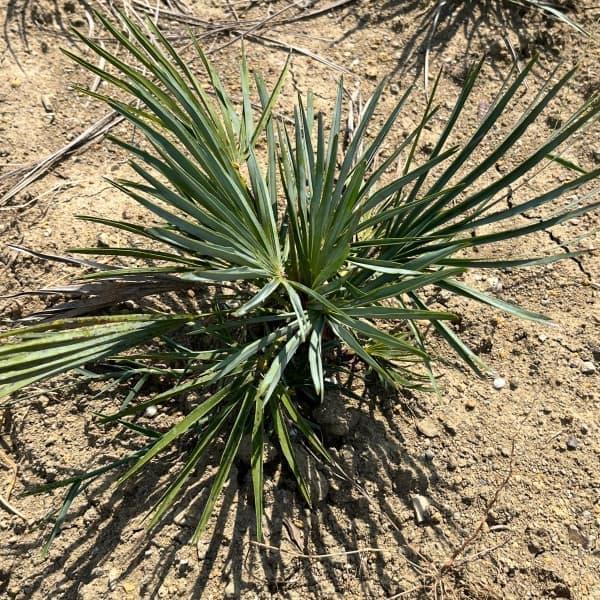 チャメロプス・フミリス・セリフェラはシルバーグリーンの葉が美しい人気品種です。非常に頑丈で暑さ・寒さにも強く、また低木なので大きくなっても２〜３ｍと小振りなため扱いやすい品種です。寒さには 強く、戸外で越冬可能です。雨の少ない地中海で育つた...