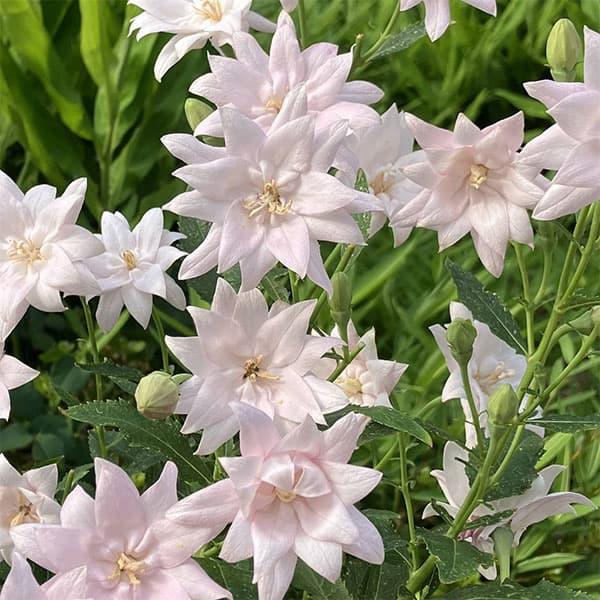 ★入荷から日数が経ったためセール価格となりました。商品の状態は画像と異なる場合があります。★野趣を楽しむ花として、昔から庭植えにされてきた桔梗。日本の庭にとても似合います。「ほほえみ」は、従来のキキョウには無かった、柔らかで澄んだソフトピン...