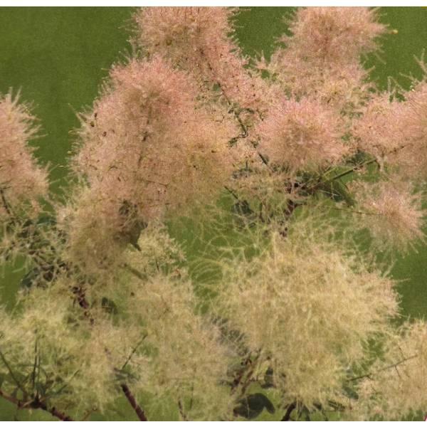 花木の苗木 ★入荷から日数が経ったためセール価格となりました。商品の状態は画像と異なる場合があります。★ふわっとした花を咲かせる煙の木、スモークツリーの白色品種です。花穂は煙の密度が高く若木のうちは淡い緑色〜淡いピンク色ですが、成熟すると白...