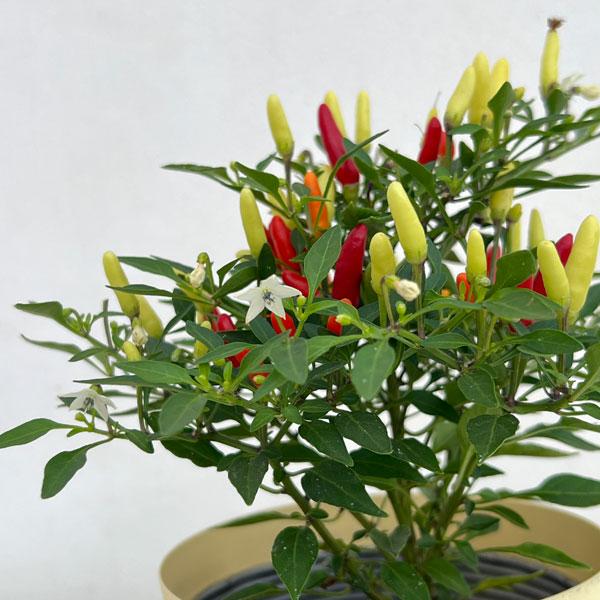 白から赤に変化する色鮮やかな実 秋の寄せ植えや、観葉植物に ★入荷から日数が経ったためセール価格となりました。商品の状態は画像と異なる場合があります。★岩手県の生産者が選抜育種した、白い実から赤に変化する観賞用唐辛子です。一般的にトウガラシ...