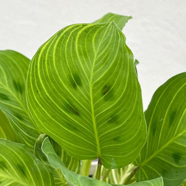 明るい葉模様が美しい新品種、マランタライトベインズです。マランタは熱帯アメリカ原産の多年草。薄暗い林の中に自生します。中心の葉脈から伸びる白い刷毛斑とグリーンがシックで美しい品種です。暗めの場所でも元気に育ちます。高温多湿を好み、葉から空気...