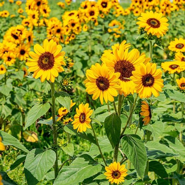 夏を代表する花、ひまわり。コンサートベルはが段々で咲く、新しいタイプのひまわりです。1株でたくさんの花を咲かせるので華やかな景観となります。また、無花粉なので花持ちが良く、切り花にもおすすめです。種まきから約65日で開花します。草丈150〜...
