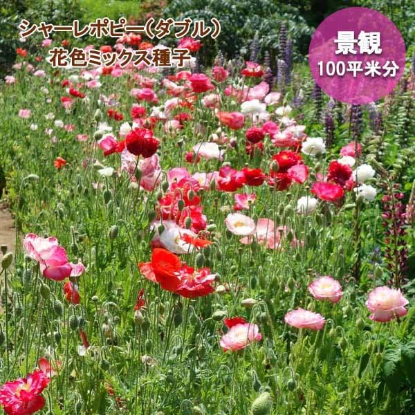 ヒナゲシ・虞美人草 景観用のシャーレポピーのミックスタネです。八重咲〜半八重咲、一部一重咲きが入ります。ポピーは直根性で移植を嫌う性質のため、種まきは直まきかポットに直接蒔いて間引く方法が一番簡単な方法です。シャーレポピーは耐寒性が強く、丈...