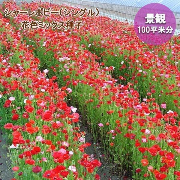 ヒナゲシ・虞美人草 景観用のシャーレポピーのミックスタネです。赤、桃、淡桃の花が咲きますが、赤が沢山咲くように混合比を調整しています。一重咲きですので、雨に打たれても頭を垂れずに頑張ります。ポピーは直根性で移植を嫌う性質のため、種まきは直ま...
