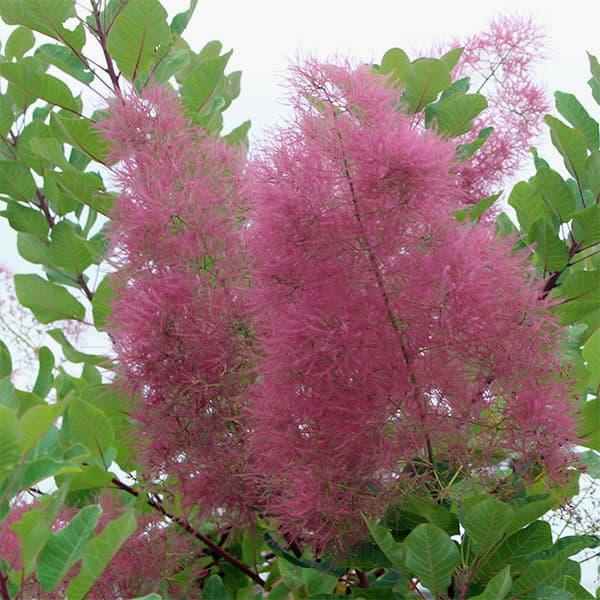 ふわっとした花を咲かせる煙の木、スモークツリーのピンク〜ローズカラー品種です。花穂は煙の密度が高く、咲き始めは淡いピンク色ですが、咲き進んでくると濃くなります。ピンク系の品種ではベストピンクやピンクボールよりも花の密度が濃く花房も大きくなり...