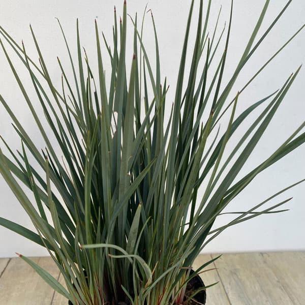 ディアネラは細くすっと伸びる葉が美しい常緑の多年草で、やや大型になる多年草です。葉の幅が広いのでくっきりした葉色が引き立ちます。ガーデニングの景観植物として、また寄せ植えのアクセントなどにおすすめです。リトルリブはキキョウランの中では珍しく...