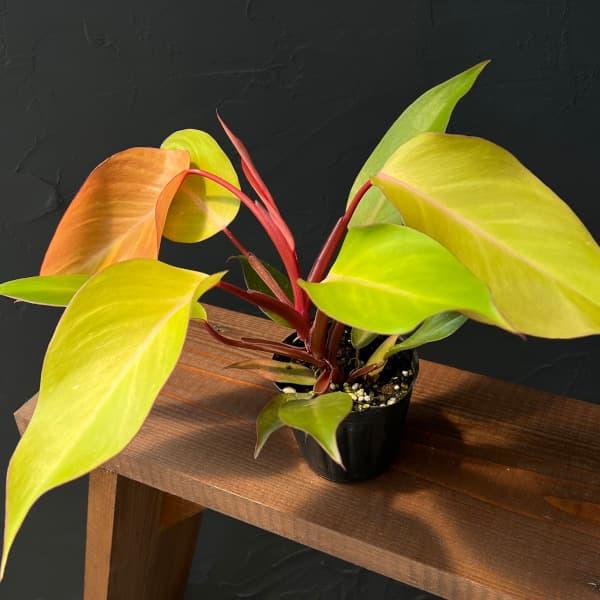 ★入荷から日数が経ったためセール価格となりました。商品の状態は画像と異なる場合があります。★柿色新芽がとても美しいフィロデンドロン　パーシモンプリンセスが入荷しました。ランダムで斑が入りますので、是非育てながら楽しんでください。※詳しい商品...