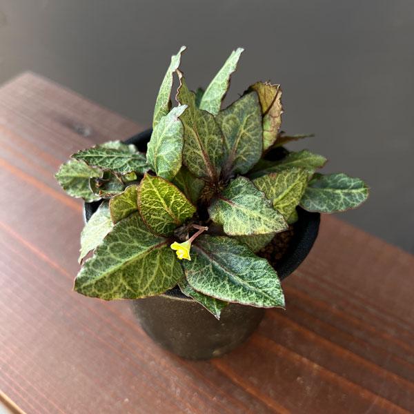 ★現品販売★塊根系ユーフォルビアのフランコイシーは様々な色、葉姿をしているバリエーション豊富な観葉植物です。ほかのユーフォルビアにはない、独特な葉の色合いが魅力です。成長はとても遅いため、じっくりかわいがってください。※詳しい商品説明は下の...