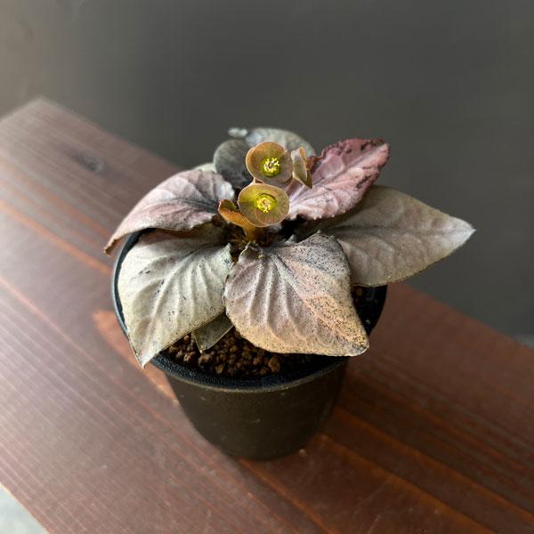 ★現品販売★塊根系ユーフォルビアのフランコイシーは様々な色、葉姿をしているバリエーション豊富な観葉植物です。ほかのユーフォルビアにはない、独特な葉の色合いが魅力です。成長はとても遅いため、じっくりかわいがってください。※詳しい商品説明は下の...