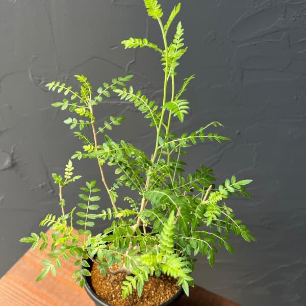 ★入荷から日数が経ったためセール価格となりました。商品の状態は画像と異なる場合があります。★ボスウェリア・ネグレクタは灌木系の塊根植物です。まるで盆栽のような株姿をしています。古木のような肌が味わい深く、成長期には塊根からは想像できない繊細...