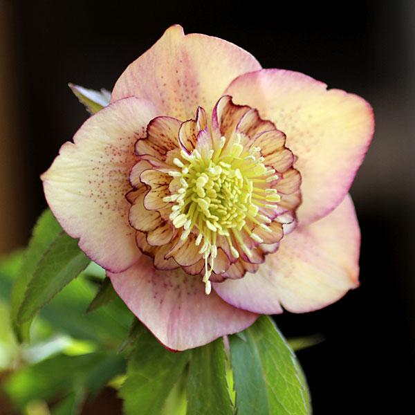 ※詳しい商品説明は下のほうに記載があります