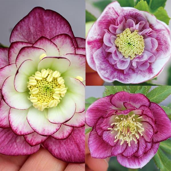 ※詳しい商品説明は下のほうに記載があります