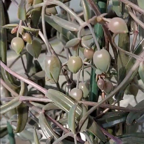 マットな黒い枝葉に黒い花を咲かせる半つる性の多肉植物 珍しい、カランコエ・黒錦蝶の苗です。肉厚の細い葉がたくさんついた枝を長く伸ばす多肉植物の仲間です。茎葉も花（蕾）も銅細工のような黒っぽいマット色合いで、独特な質感をもつ不思議な植物です。...